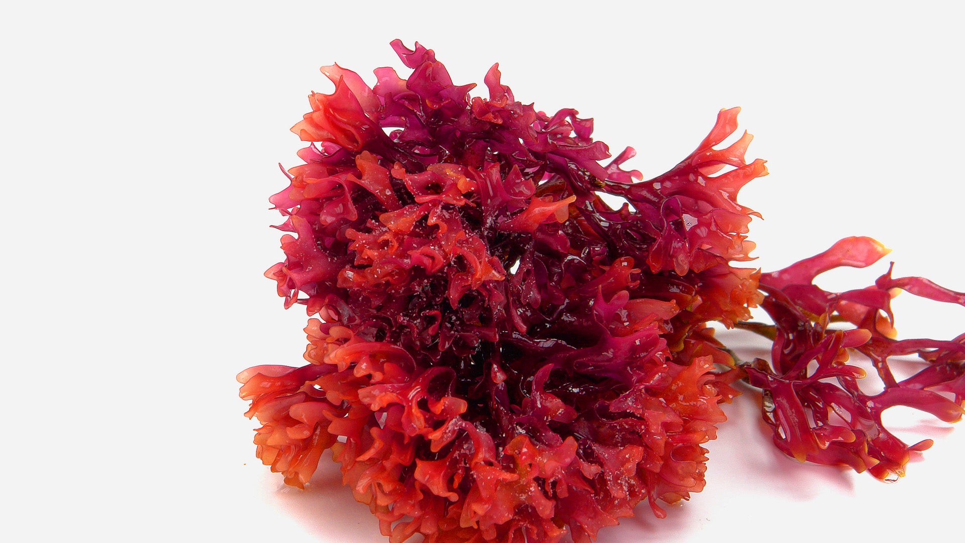 Carrageenans - Mosturizer activ ingredient – Dermaceutic